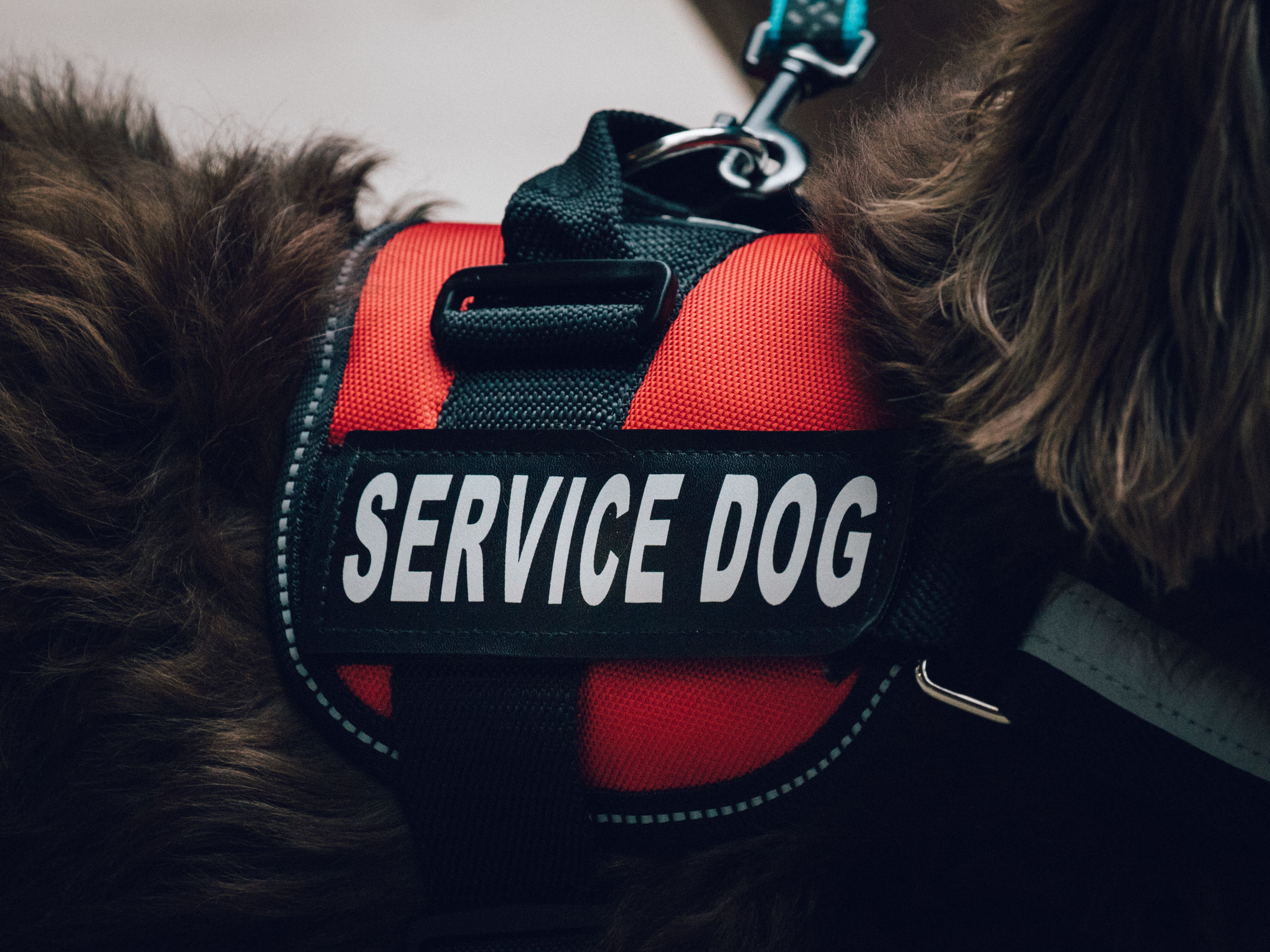 Service Animals in the Workplace | CA Benefits Agency | Nielsen ...